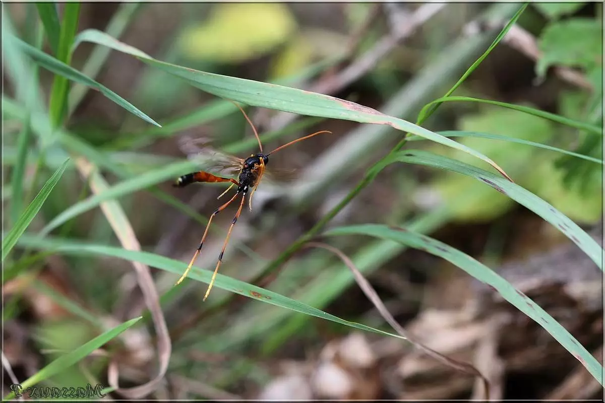 Wasp rider flecht.