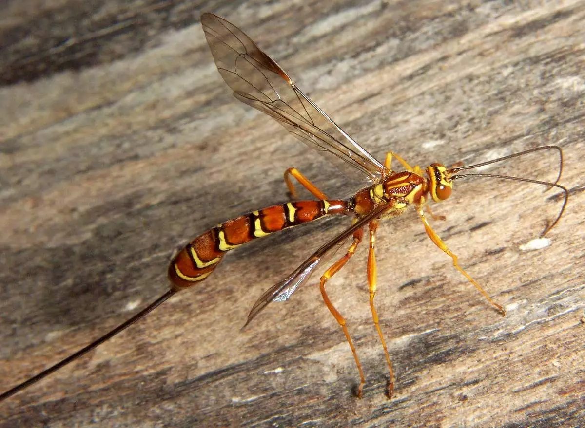 Wespenrijders zijn ongewone insecten.