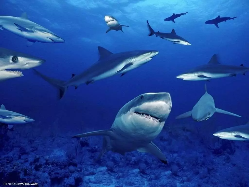 Ndị shark gosipụtara Partogenesis na anụmanụ.