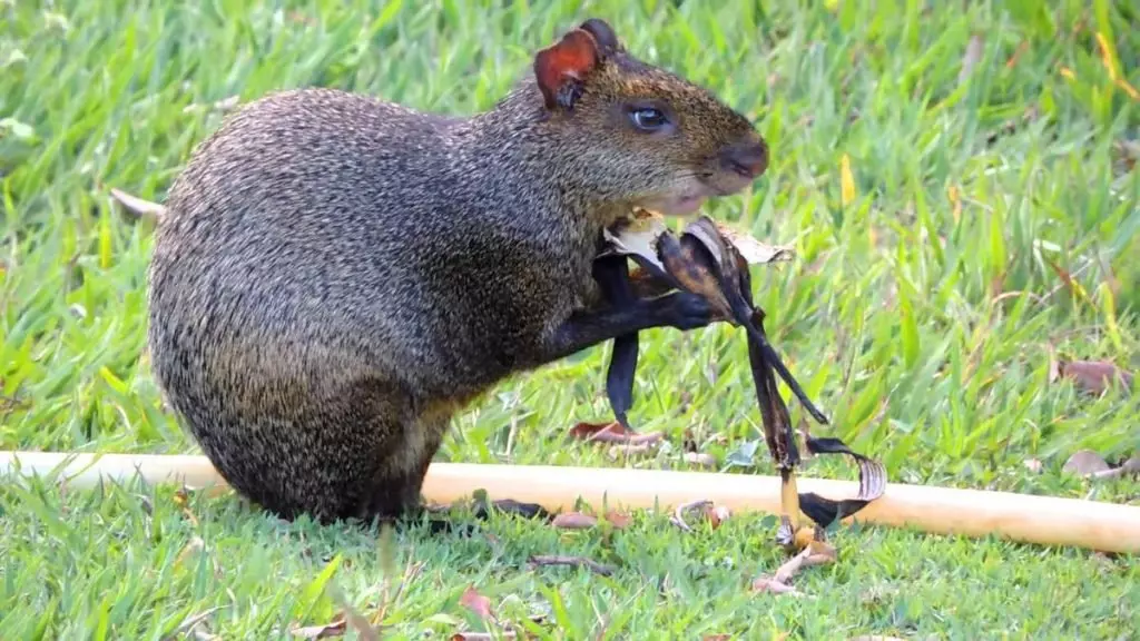 Agouti au Brésil.