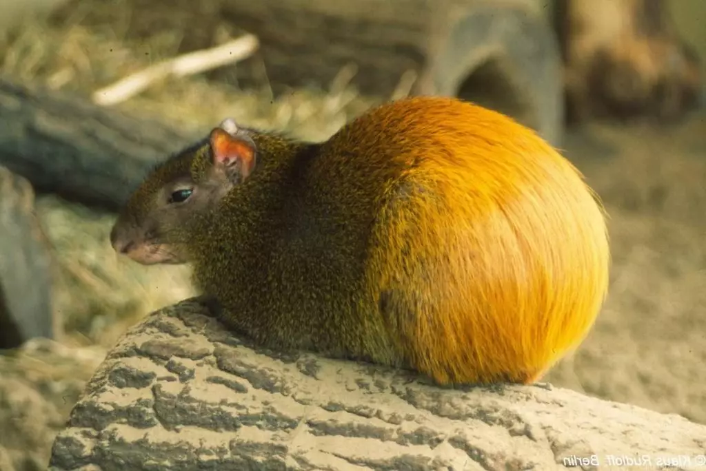 O le Brazil agouti na nofo latalata i le fale.