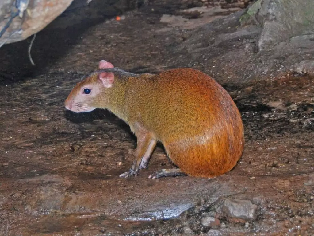 Des gens compatissants ont commencé à nourrir les animaux.