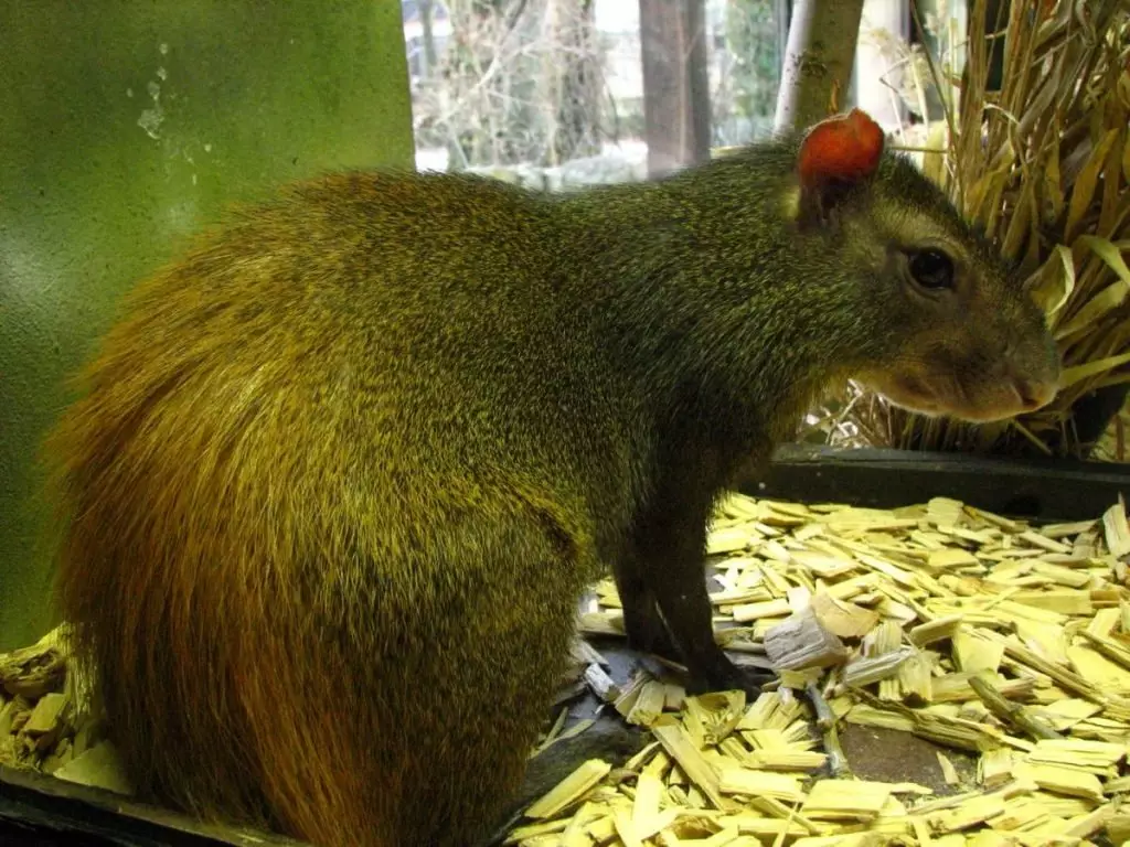 Des volontaires de São Paulo ont capturé près de 100 animaux.