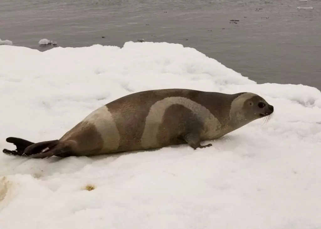 Foca listrada (peixe-leão).