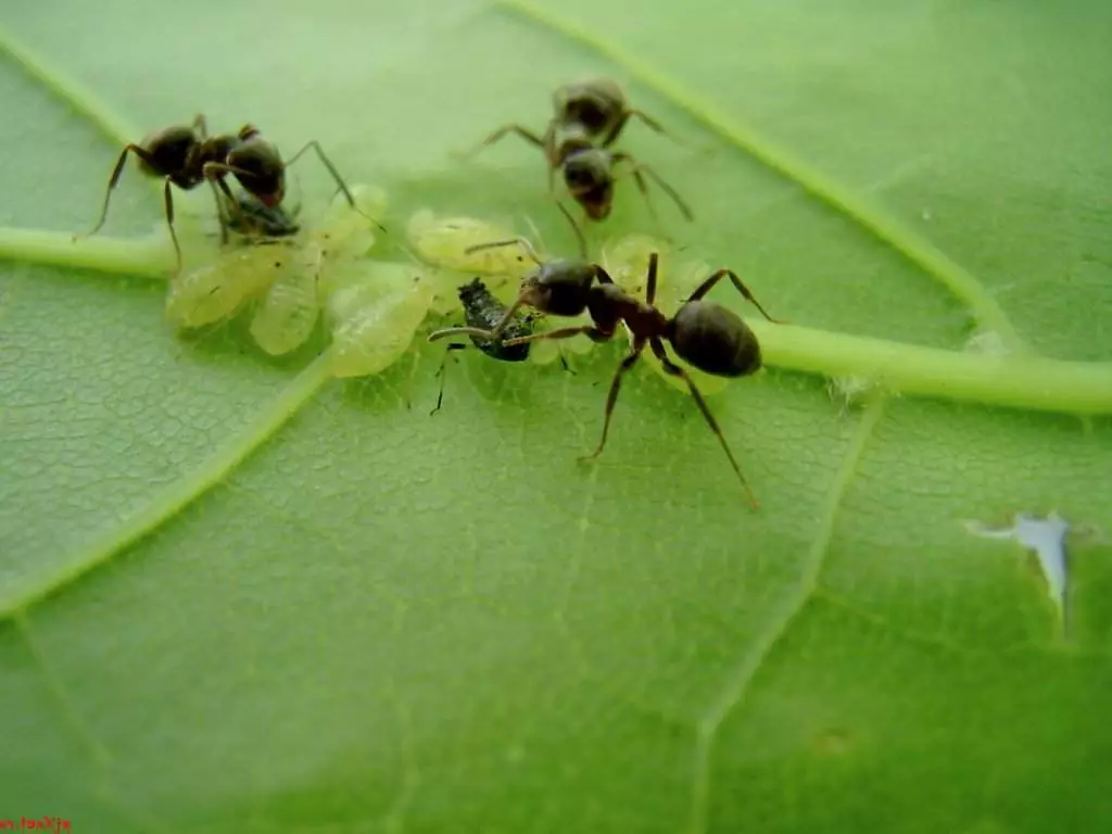 Ameisen und Blattläuse.