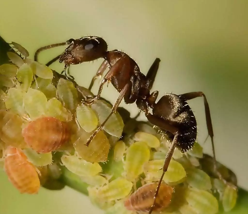 Wat is die eienaardigheid van die simbiose tussen miere en plantluise?
