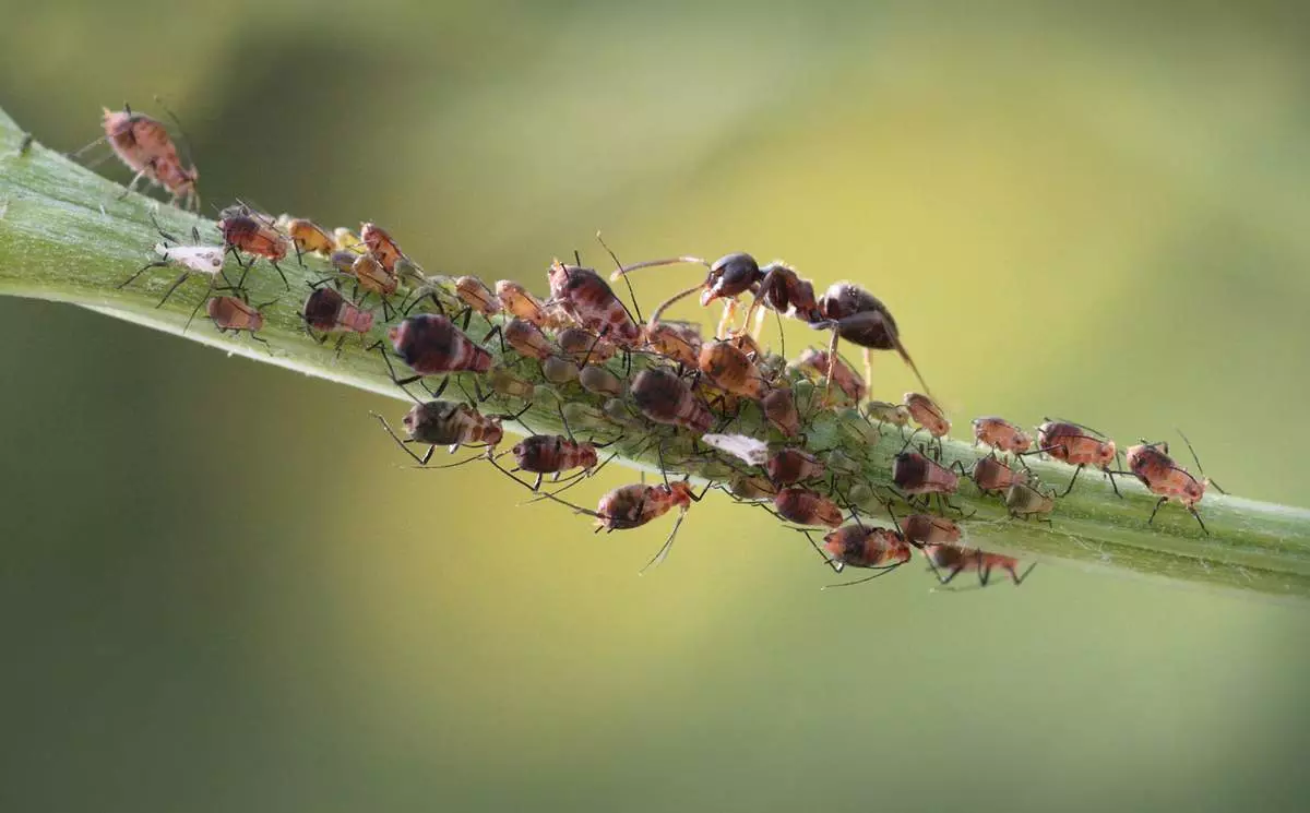 蚂蚁把蚜虫赶出去吃草。