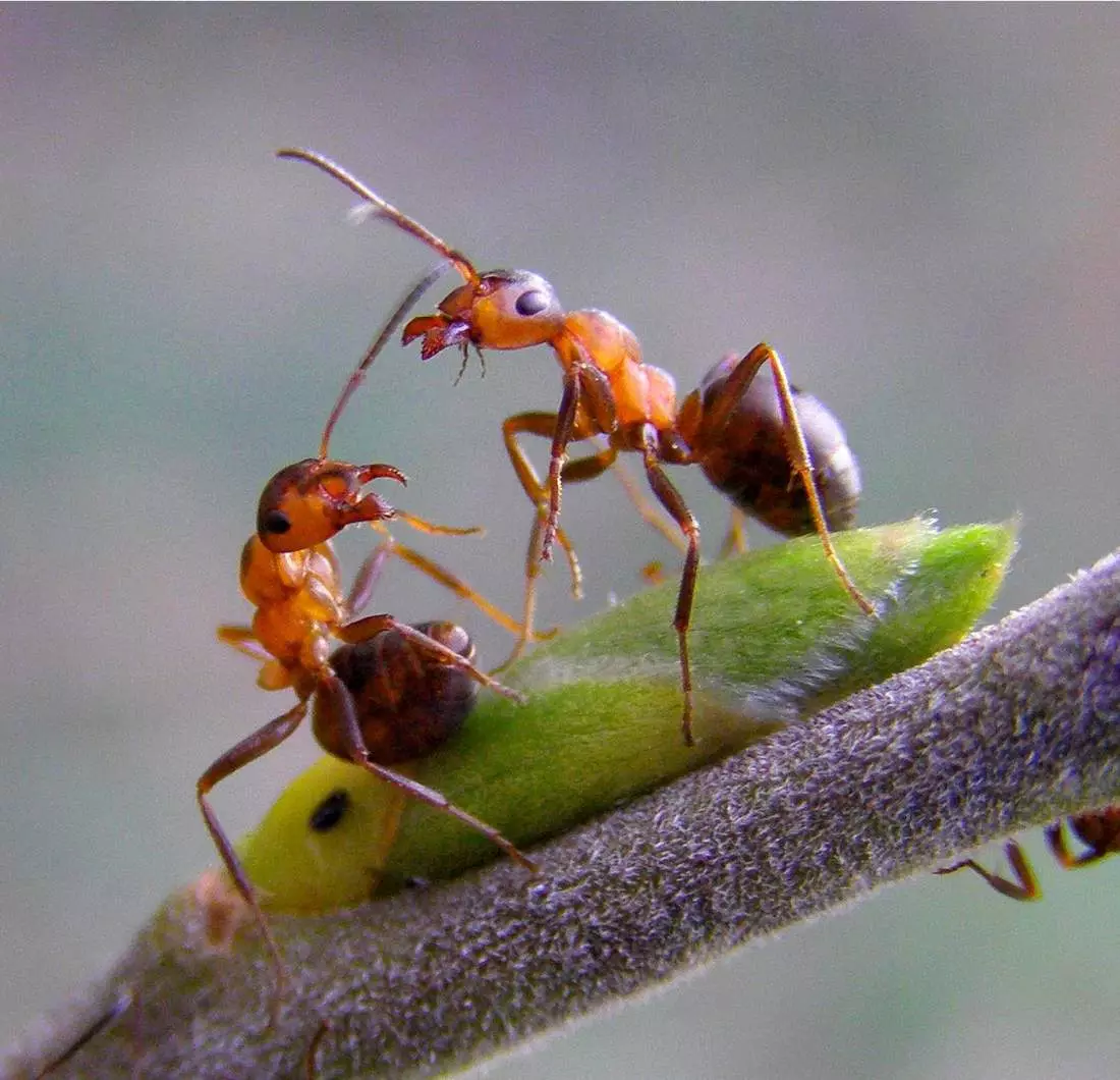 Las hormigas se alimentan de pulgones.