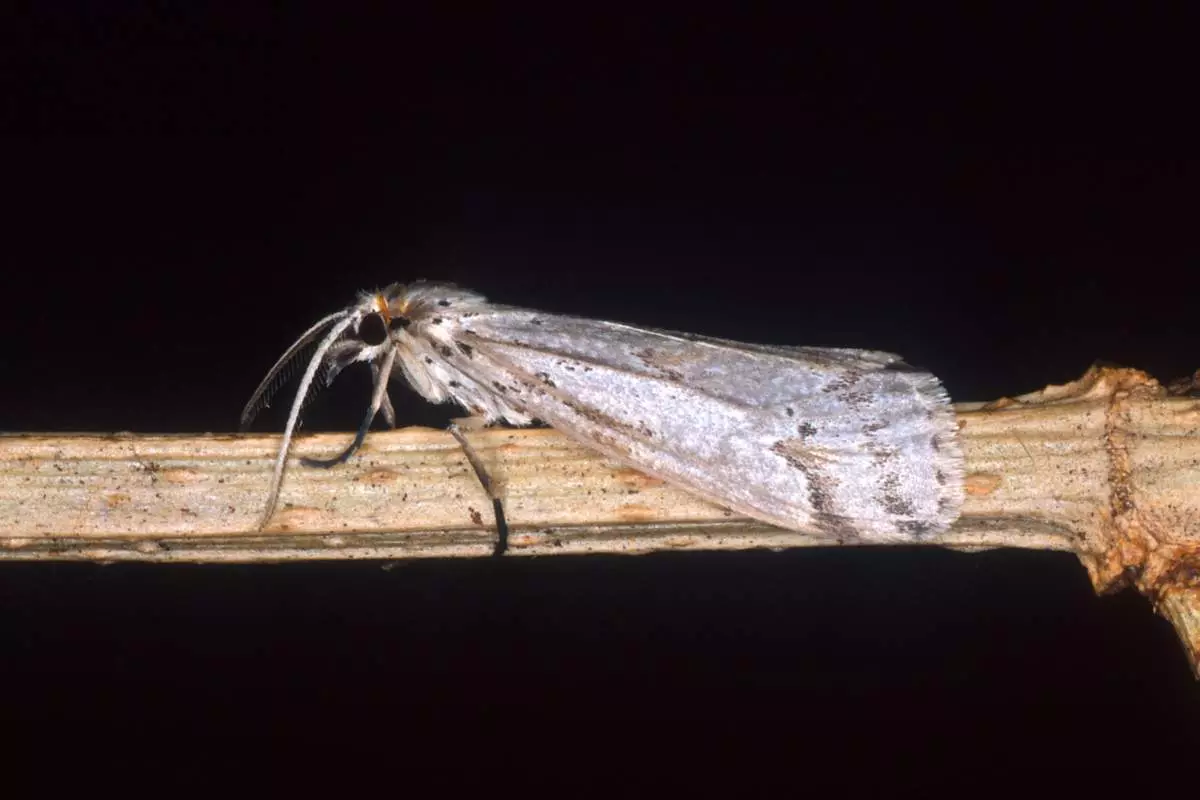 Polilla mineira (Acrolepiidae).