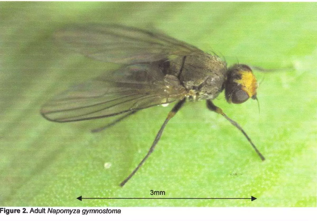 แมลงวันคนงานเหมือง (Agromyzidae)