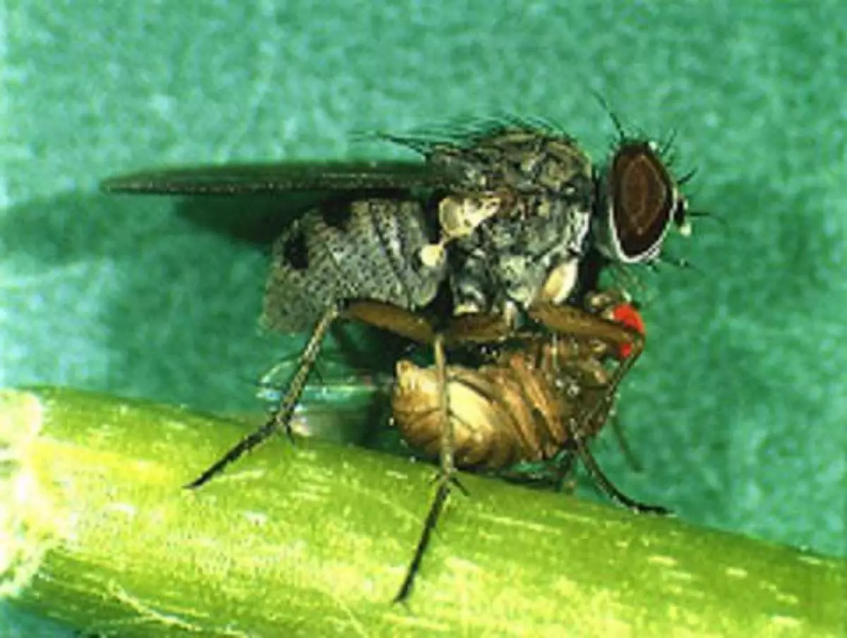 There are several varieties of miner flies.