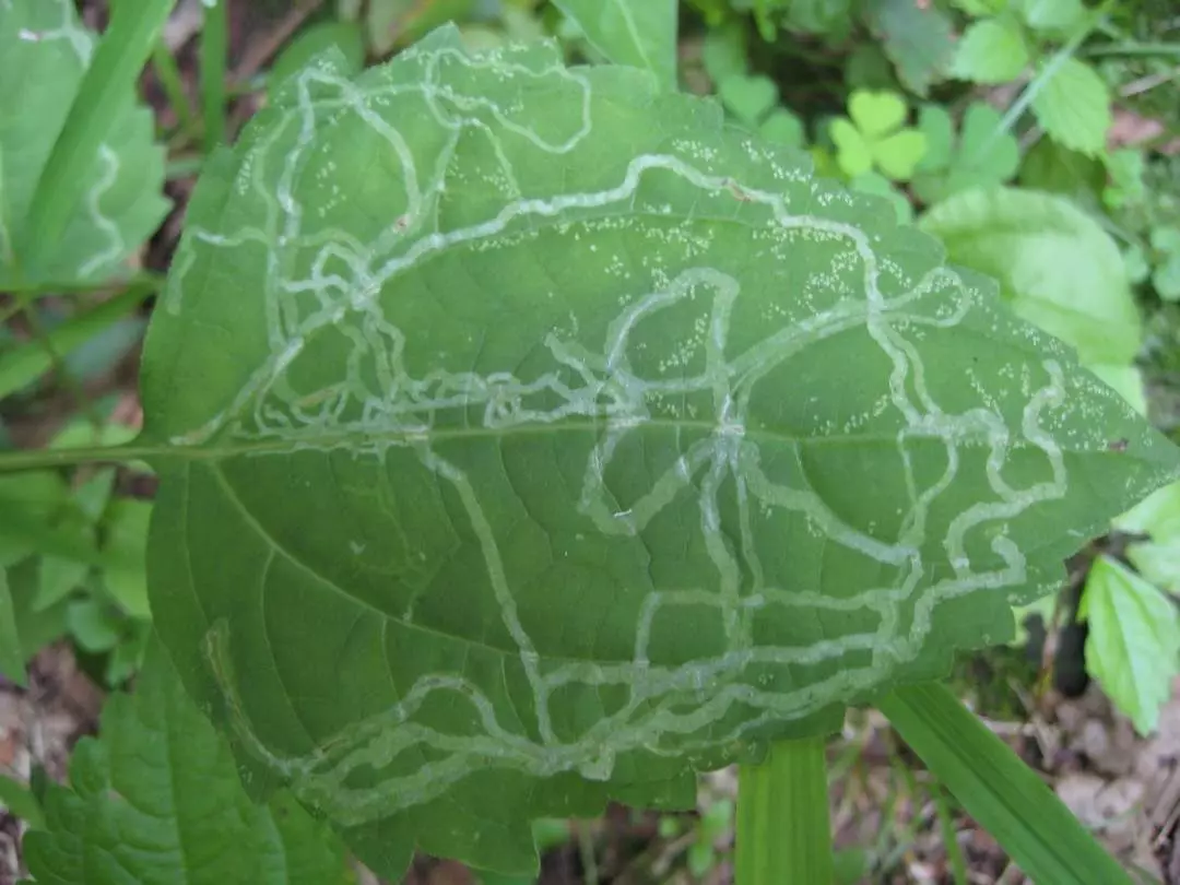 These are the labyrinths that remain after mining flies.