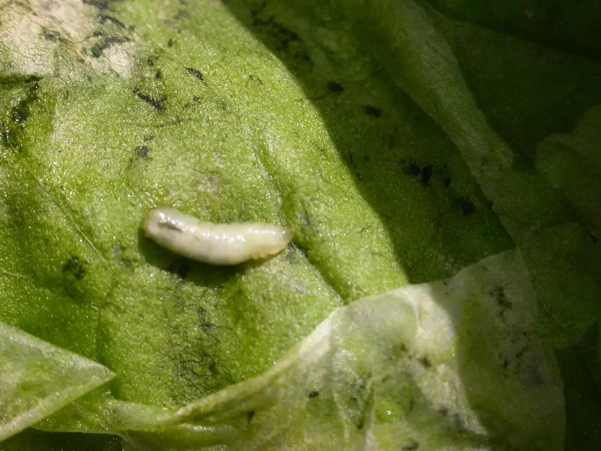 Larva minerală.