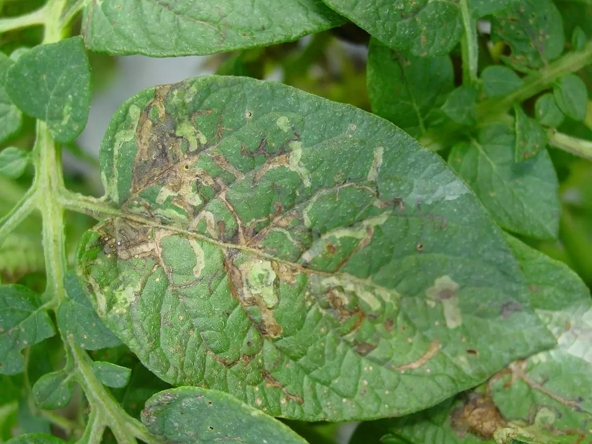 A potato leaf after visiting a nightshade miner.