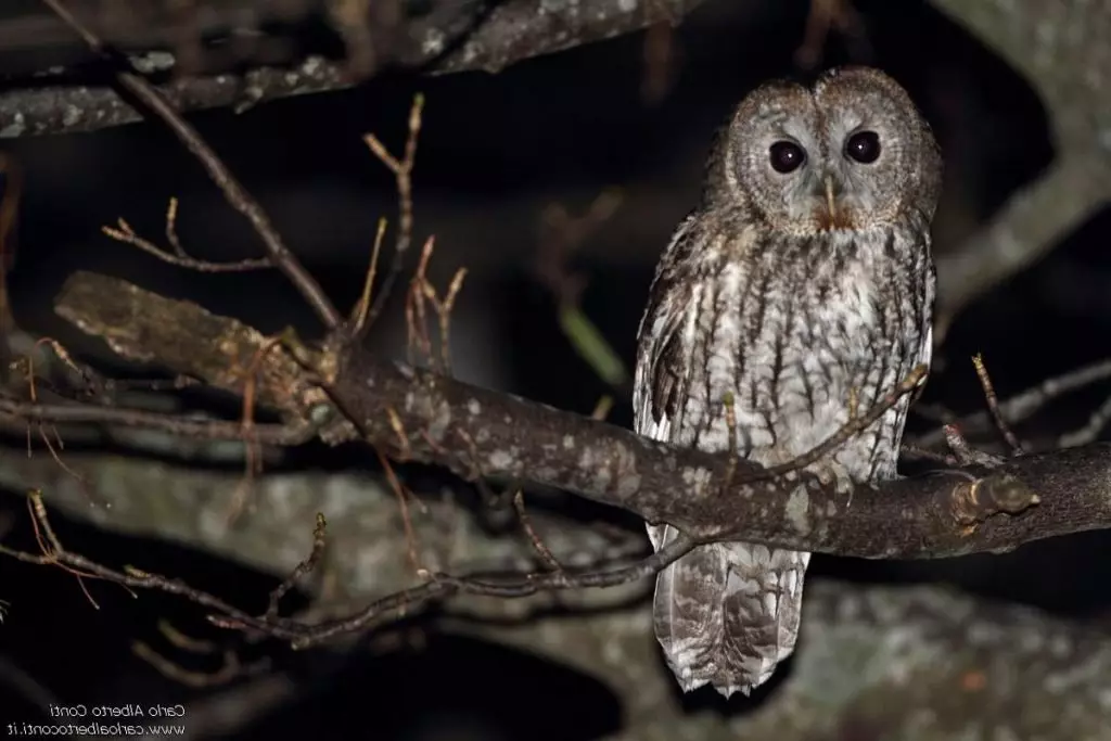 I-ornithologist eyaziwayo iphakamisa ukujonga ubomi be-owl engwevu kwi