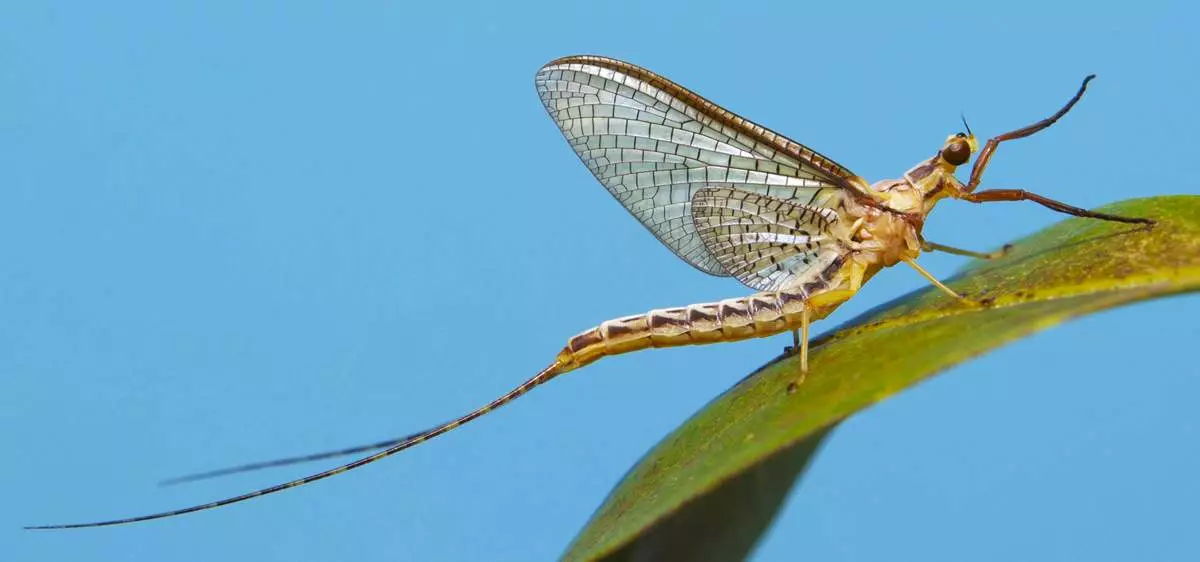 Mayıs sinekleri ve larvaları: yaşam tarzı özellikleri