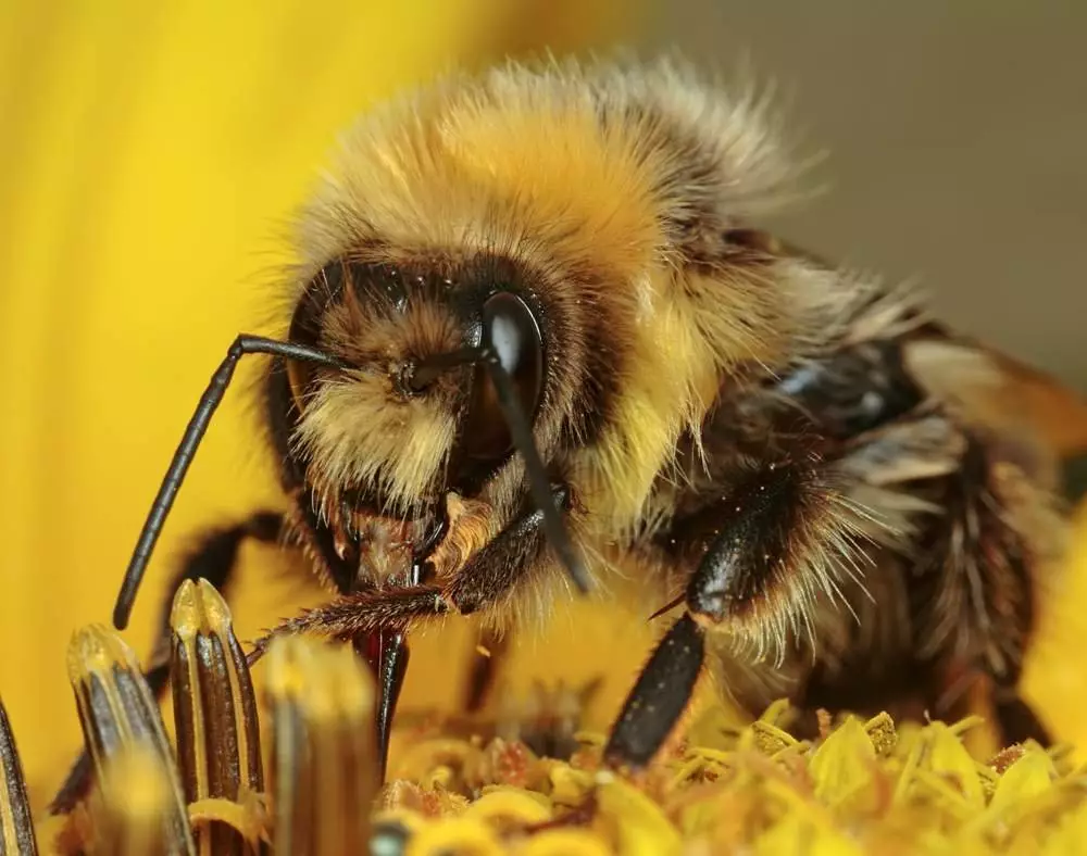 Bumblebee soğuğa en dayanıklı böcektir.
