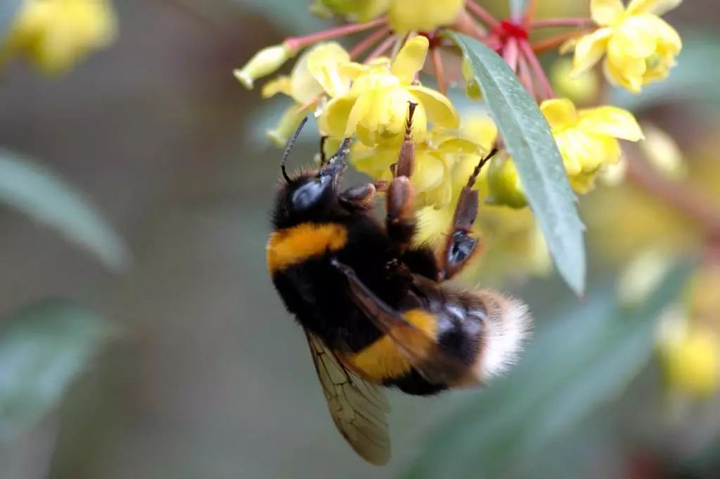 A kolónia alapítója azon kevés telelt nőstények egyike, akik ősszel megtermékenyültek (női méh).