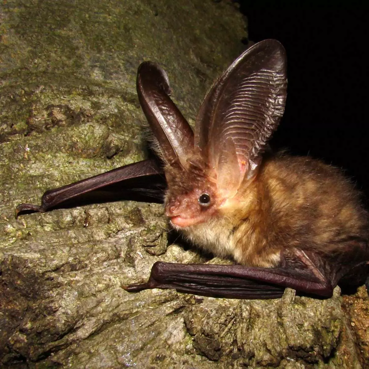 Brune lange-eared bat (Plecotus auritus).
