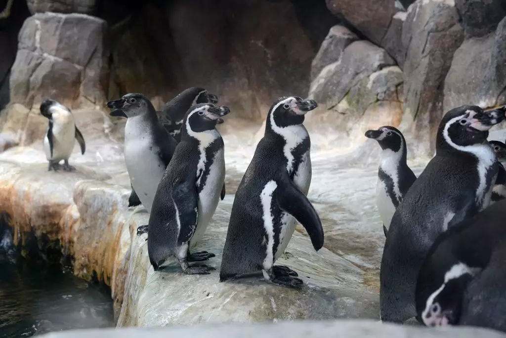 Humboldti pingviinid on juba jõudnud Novosibirskisse ja ootavad neile ruumi valmistamist.