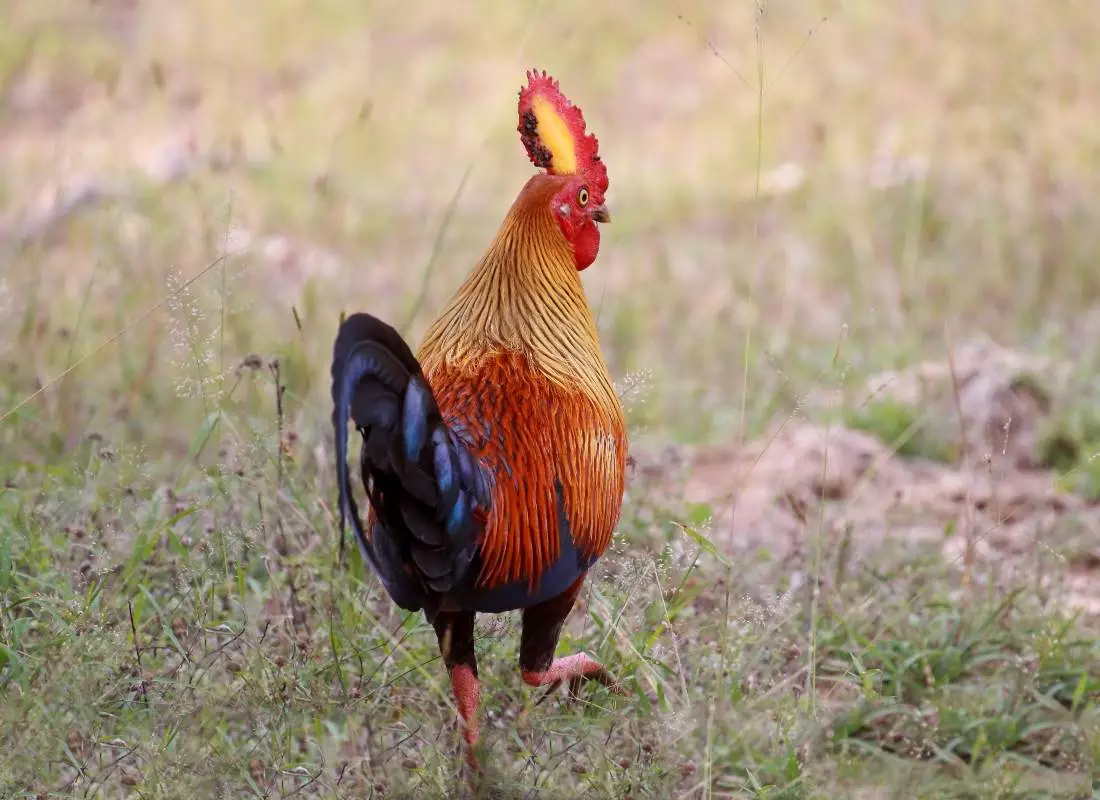 Ceiliog bancio (Gallus gallus).