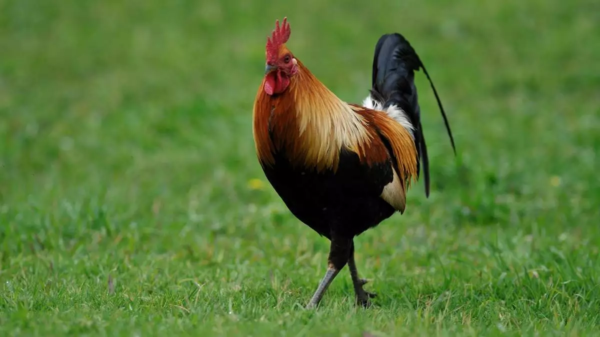 L'oiseau vit en Inde.