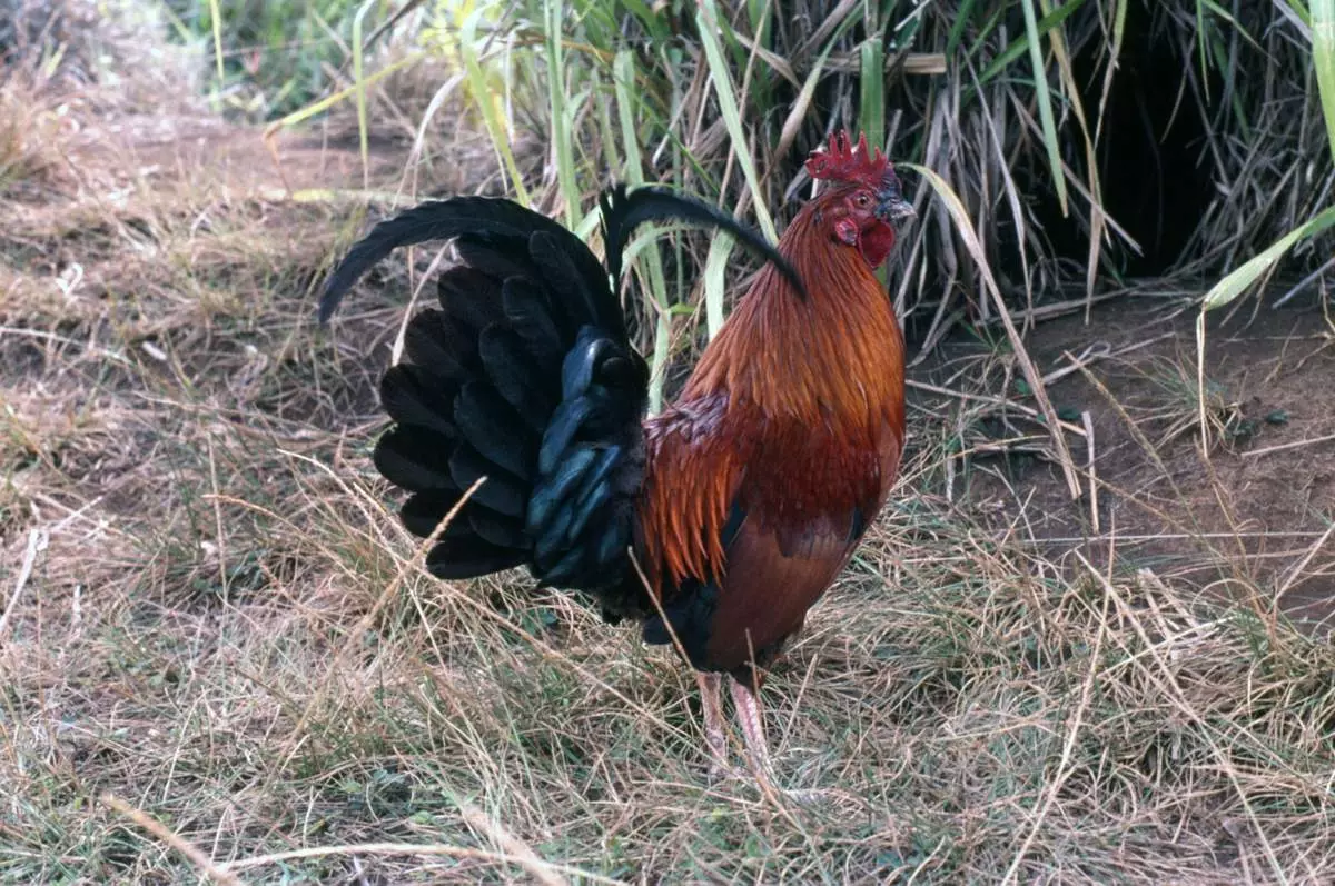 Le coq de banque est l'ancêtre sauvage de tous les poulets domestiques.