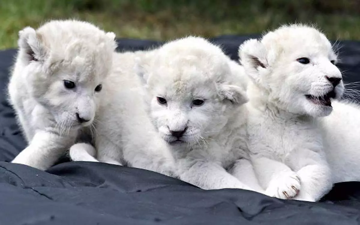 Kebun Binatang Rostov nampa hadiah kanggo singa putih.