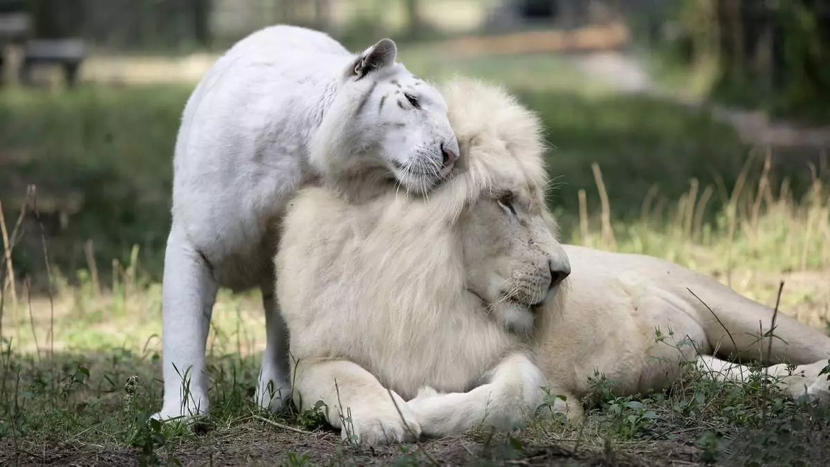 Sư tử trắng, giống như hổ trắng, là loài động vật quý hiếm nhất.