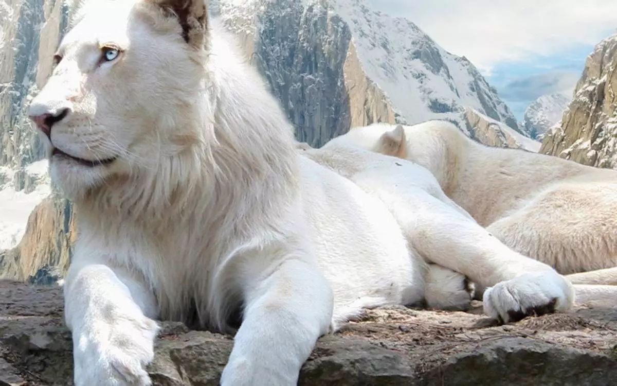 Singa putih minangka kewan sing megah lan ayu.