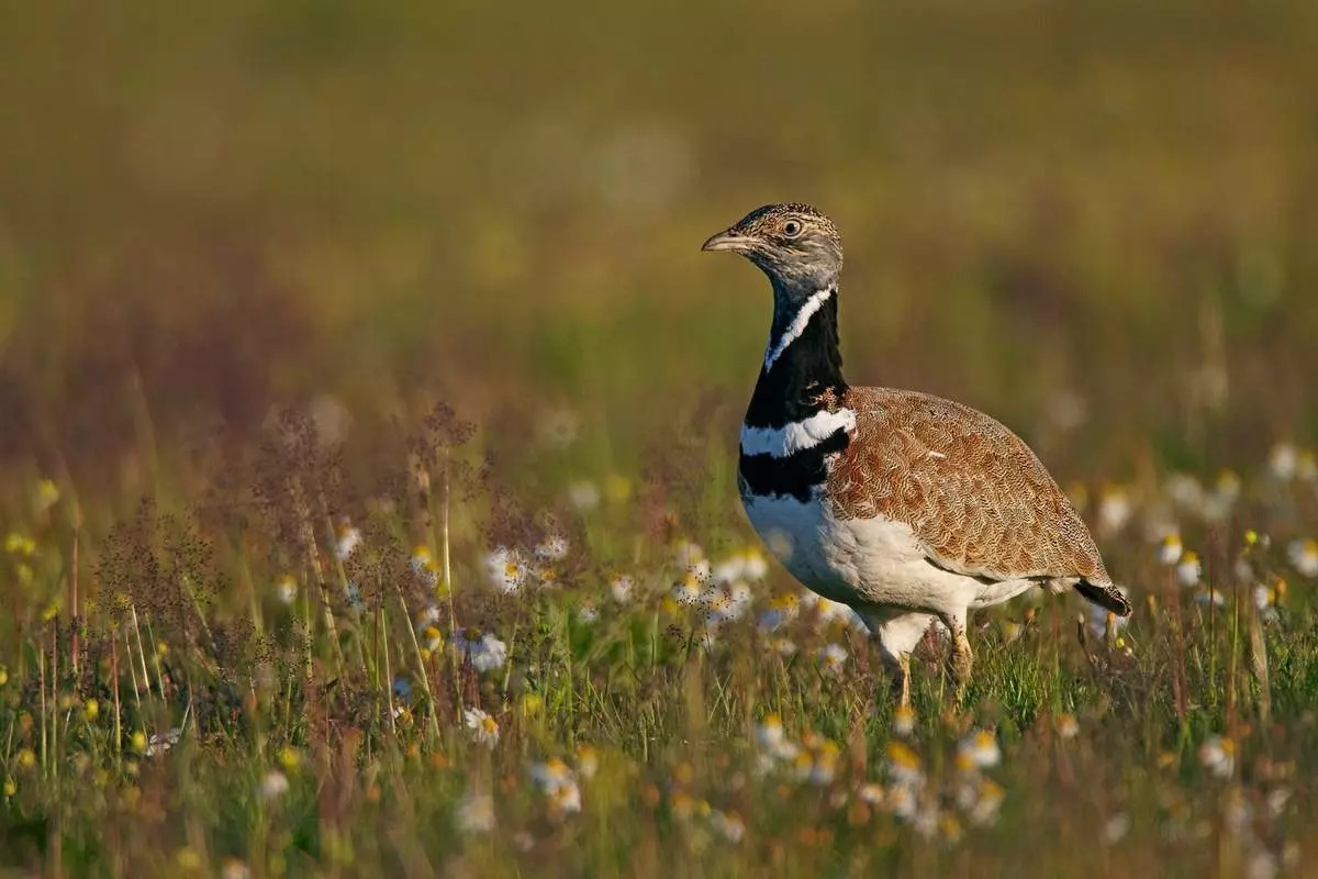 Kiçijik bustard (Tetrax tetrax).