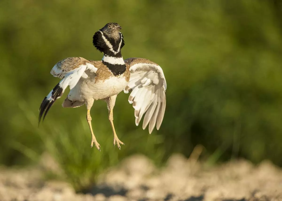 Bustard мажјак.