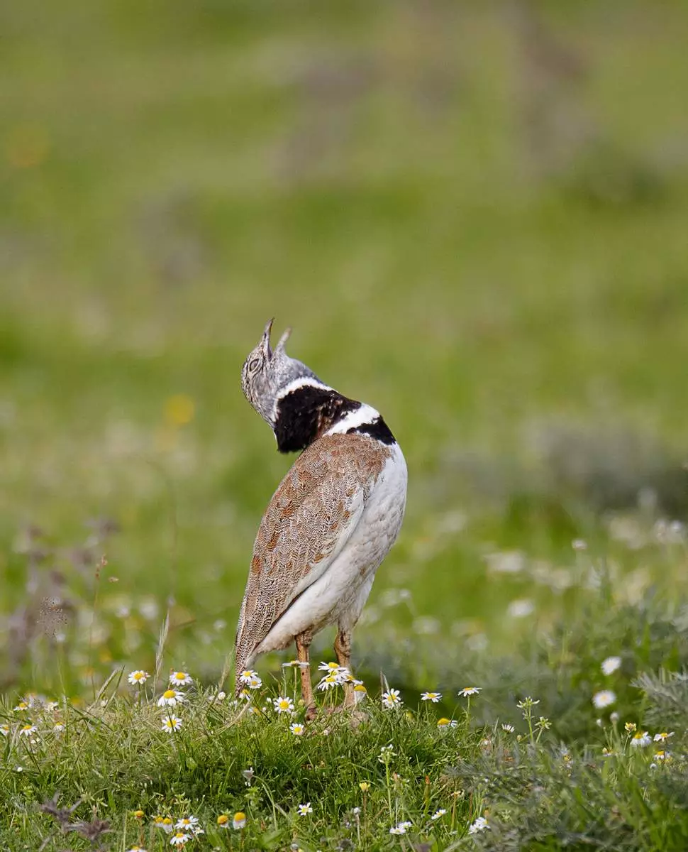 Swarane bustard banget ekspresif.