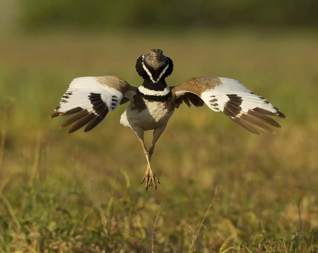 Manuk cilik: foto, deskripsi 9158_6