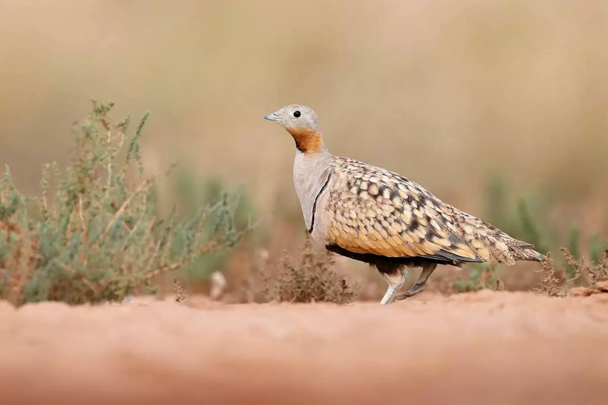 Bustard aýal.