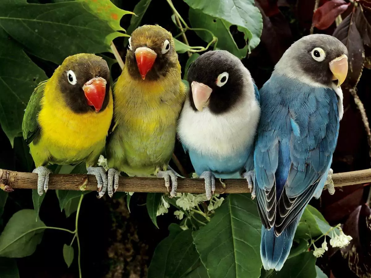 Më e mira nga të gjitha, emocionet e zogjve jepen nga nxënësit e tyre.