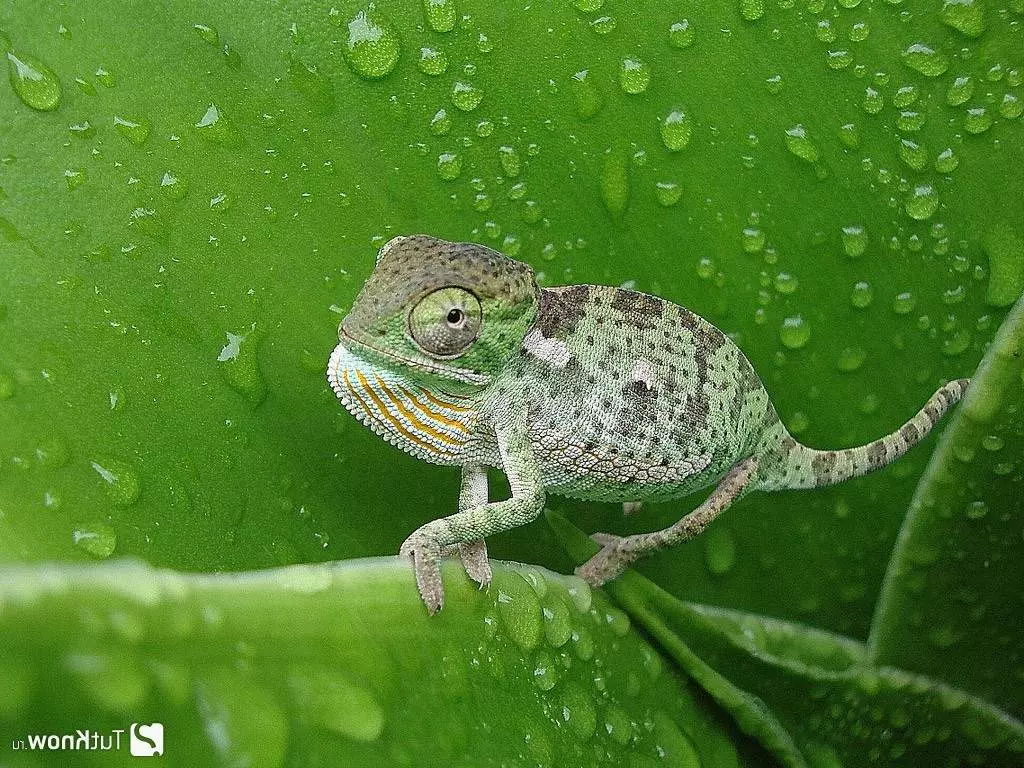 Camaleóns, lagartos, iguanas, todos faranse moito máis grandes en 200 anos.