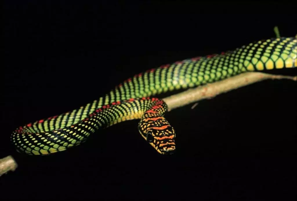 Διακοσμημένο Παράδεισο Φίδι (Chrysopelea paradisi).