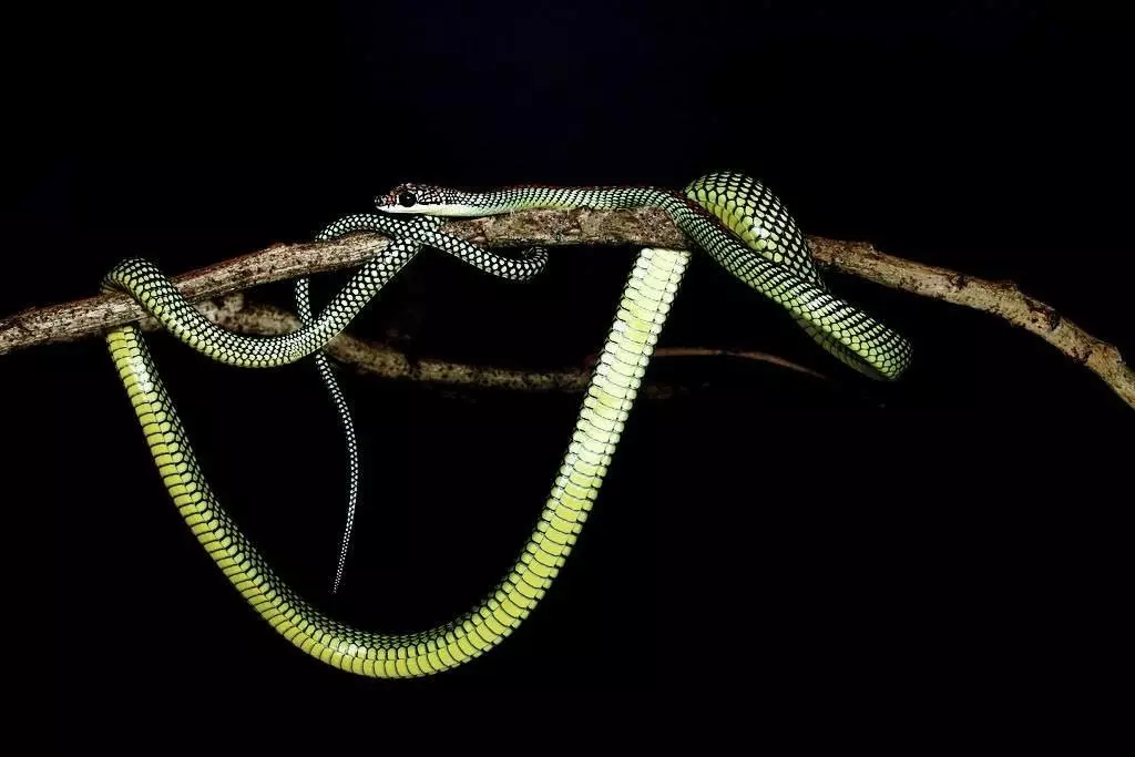 On the sides of the body there are scales of a paradise decorated snake of green color with a black edging.
