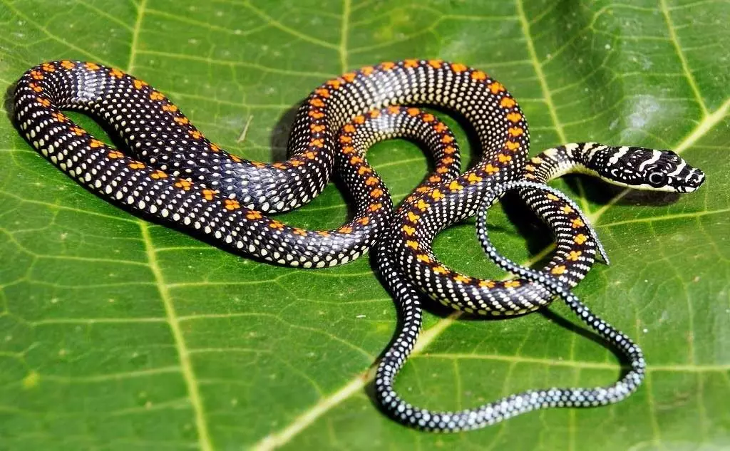 The snake loves primary and secondary rainforests and is found near human settlements.