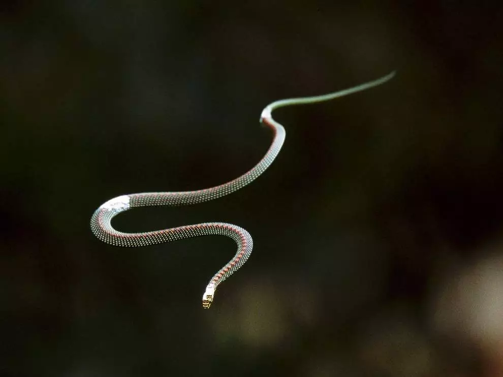 Πριν μετακινηθεί, το φίδι του παραδείσου παίρνει μια στάση με τη μορφή του λατινικού γράμματος J, στη συνέχεια ισιώνει απότομα το σώμα και, σαν ελατήριο, το στέλνει μπροστά.