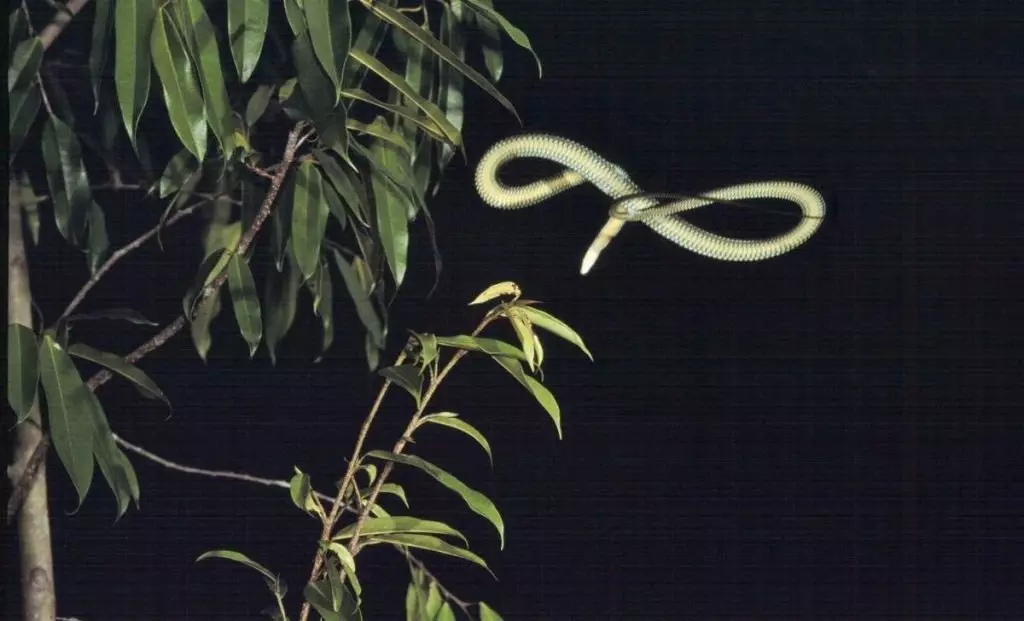 Flyvningen af ​​et paradis dekoreret slange, fastgjort af et videokamera.
