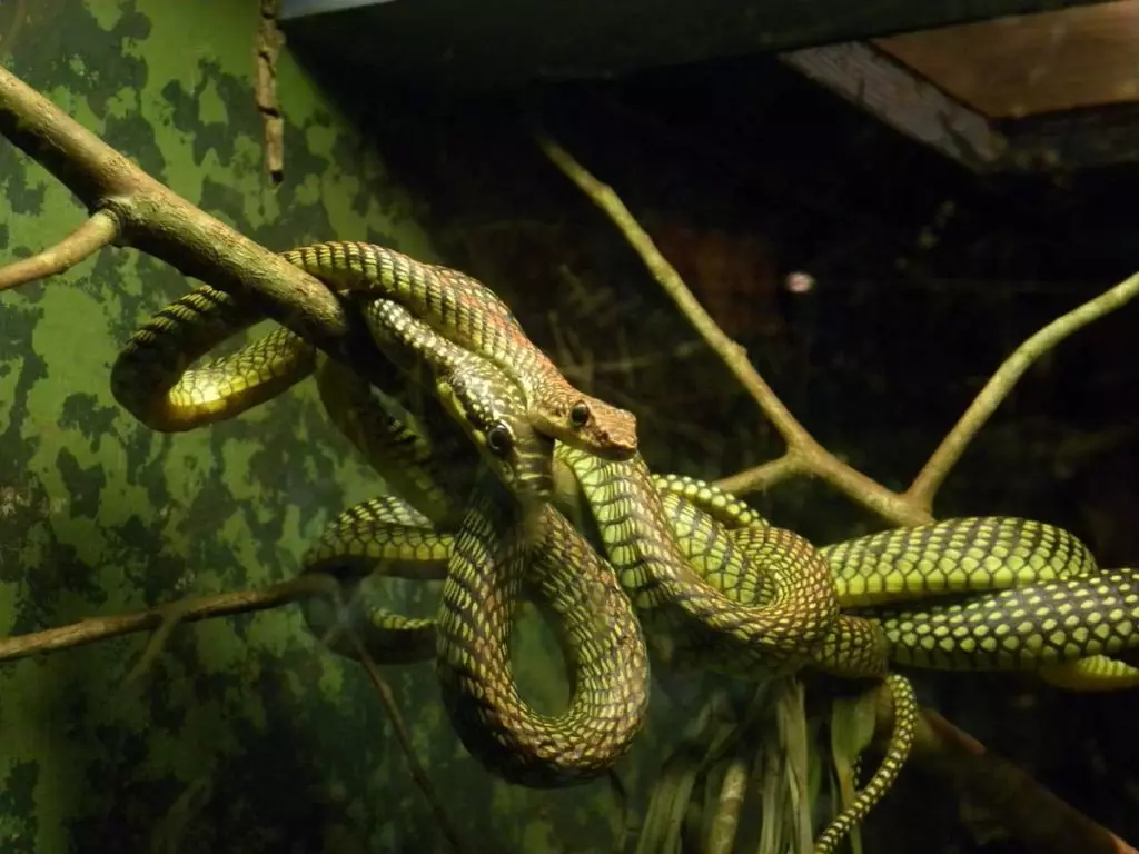 The decorated paradise snake is often kept in terrariums.