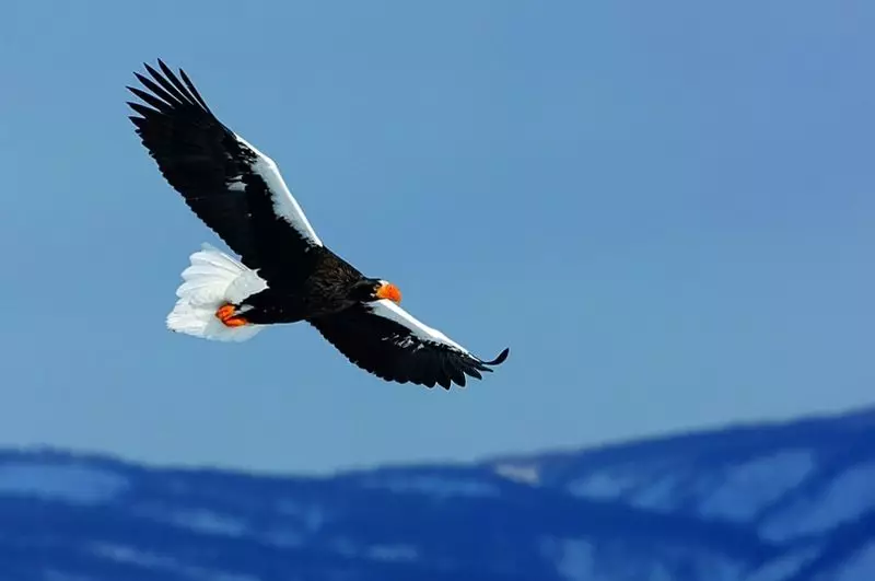 Vol de l'àguila de cua blanca.