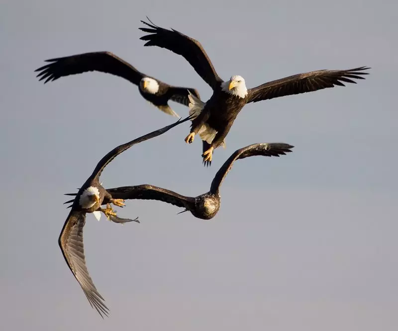 Ataque aéreo. Caçando águias.