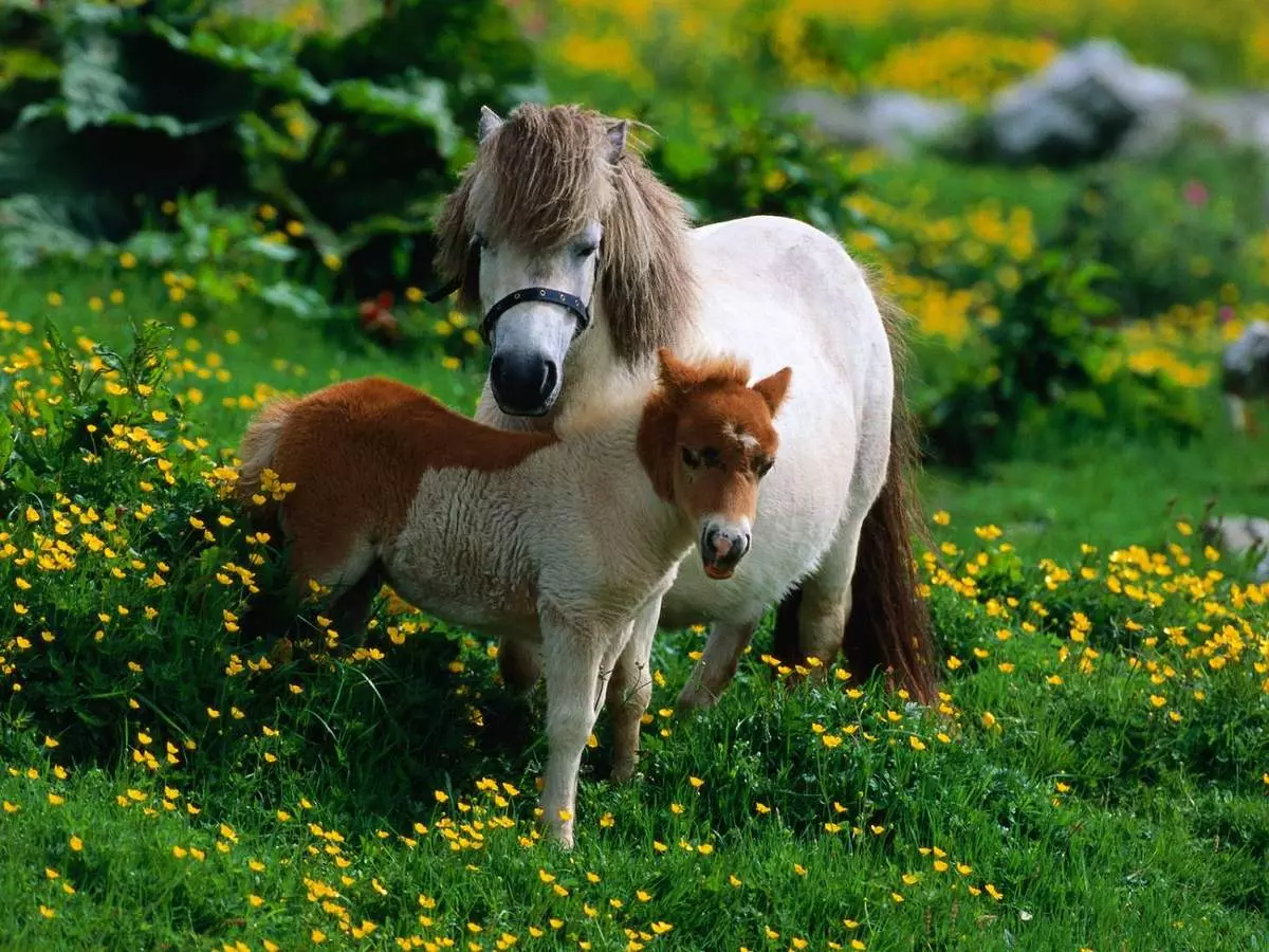 Poni de Shetland.