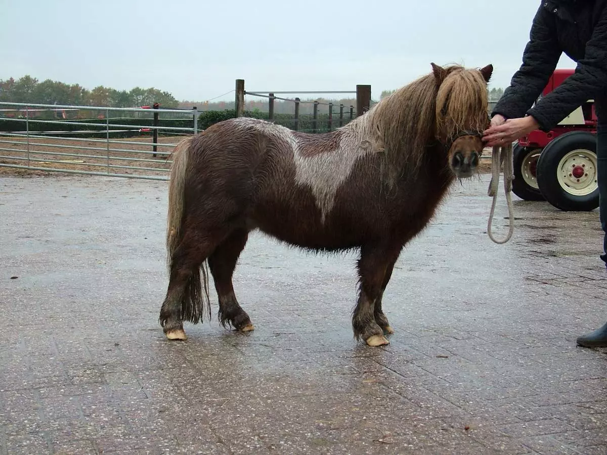 Shetlandpony's binne lânseigen yn Skotlân.