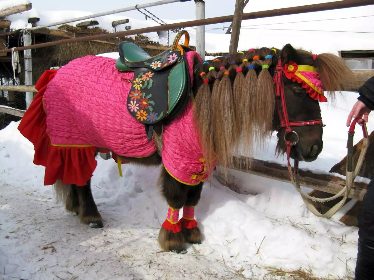 De sturt en manen fan dizze pony's binne dik en lang.