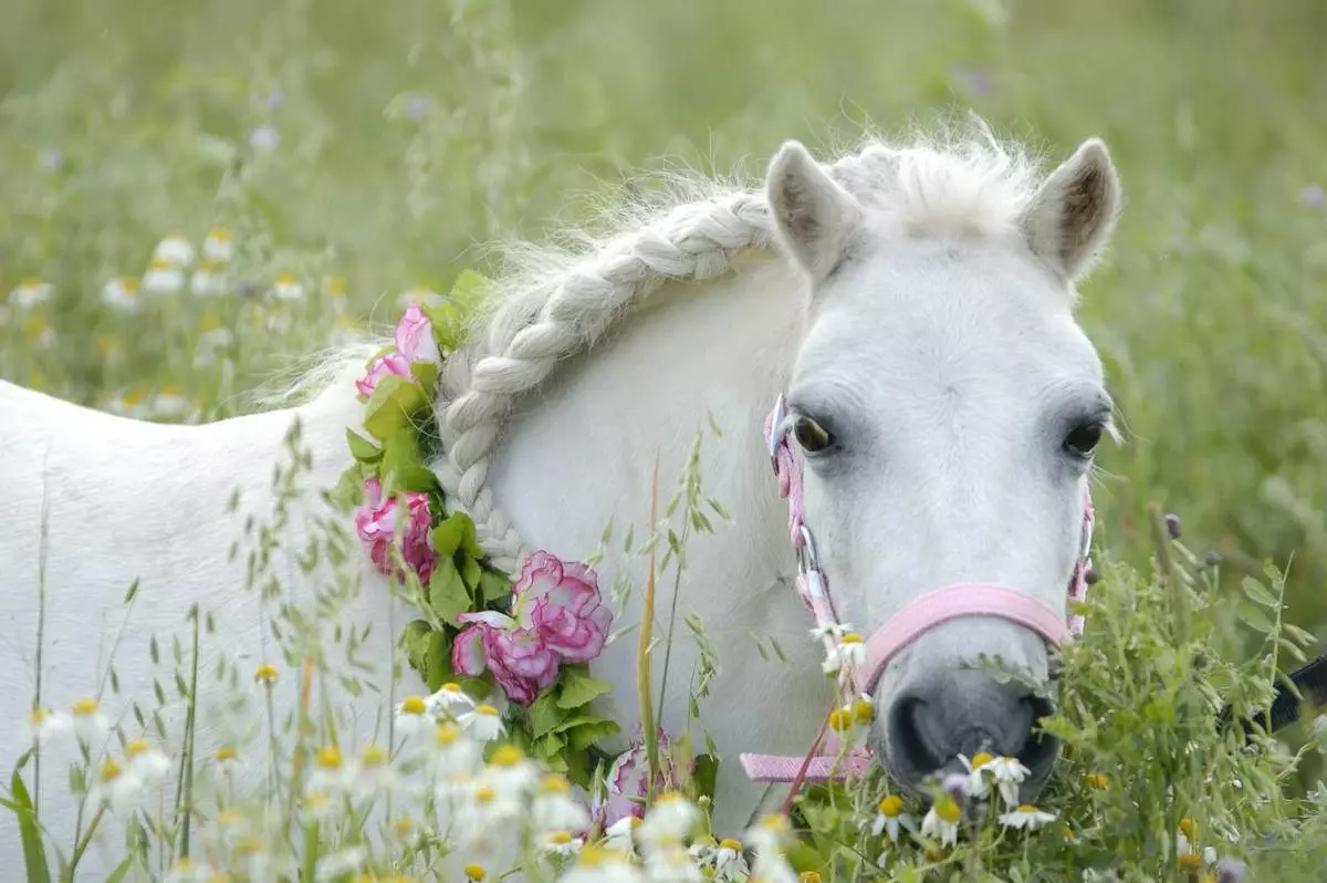 Poni blanco.