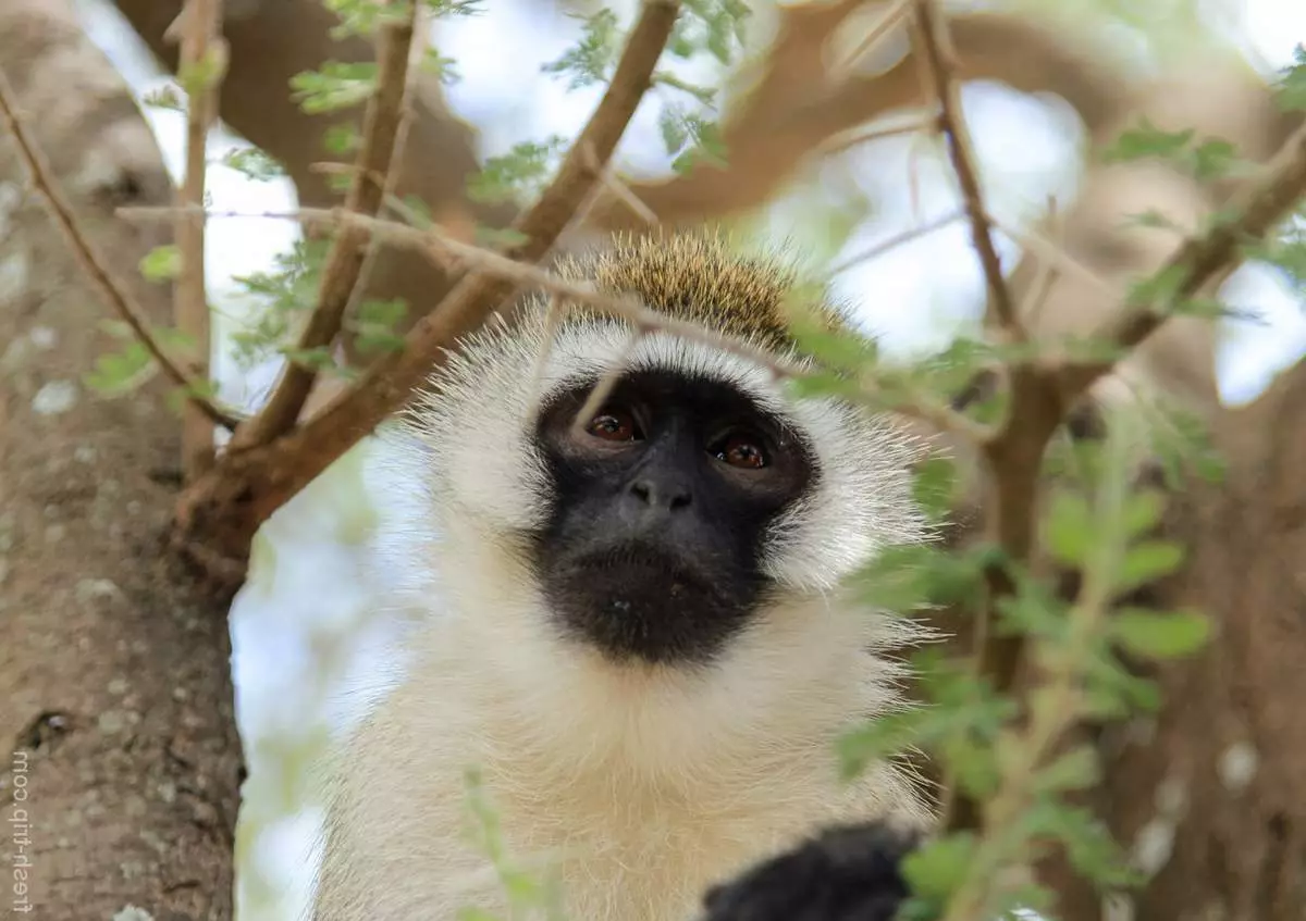 Vervet (Chlorocebus pygerythrus)。